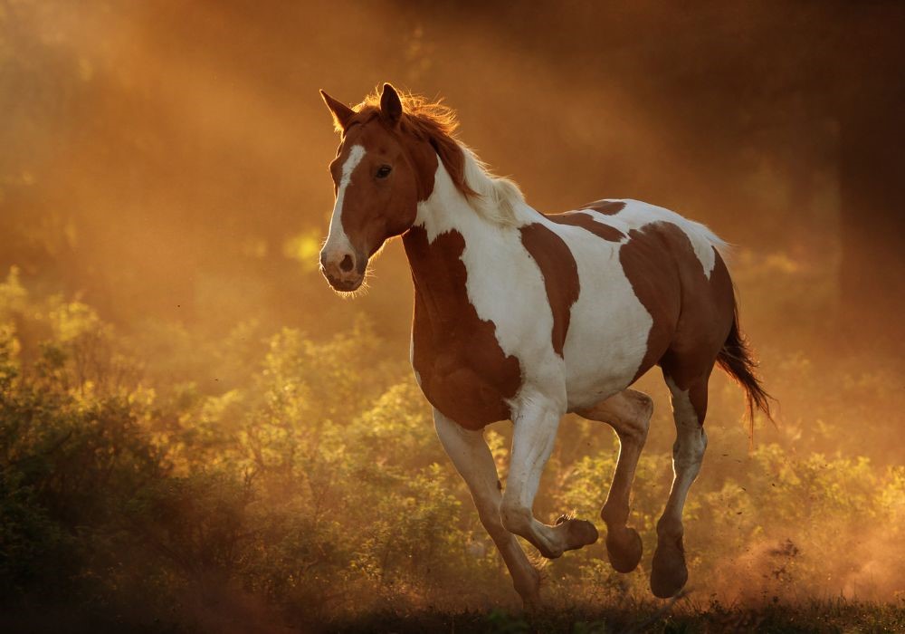 Cavalli e razze, le principali razze equine