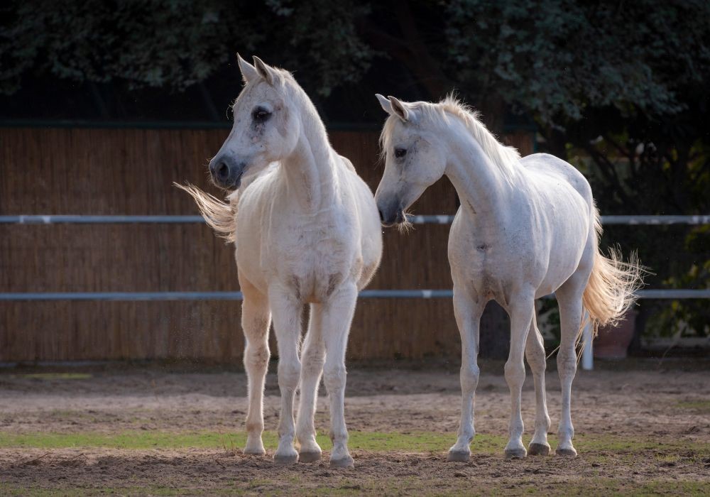 Cavalli e razze, le principali razze equine