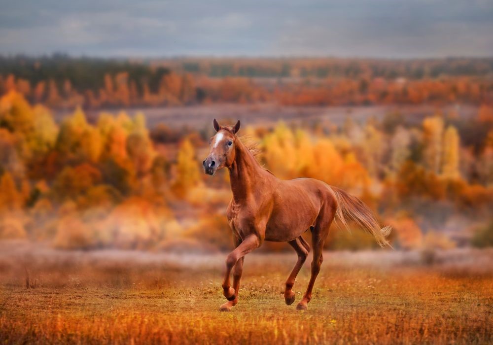 Cavalli e razze, le principali razze equine